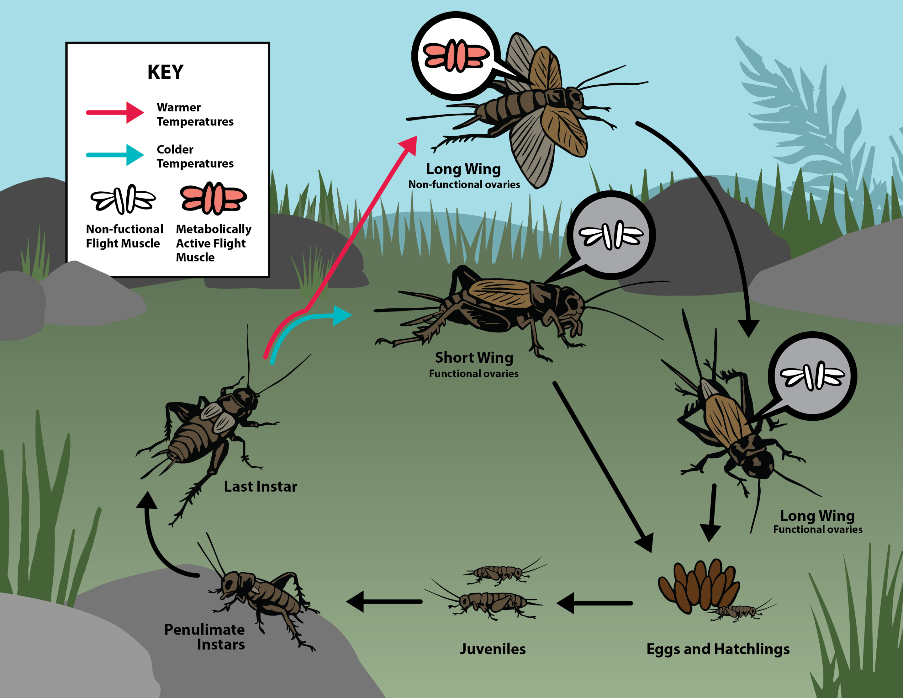 Dr. Montooth: Genetics of complex traits | Undergraduate Research ...